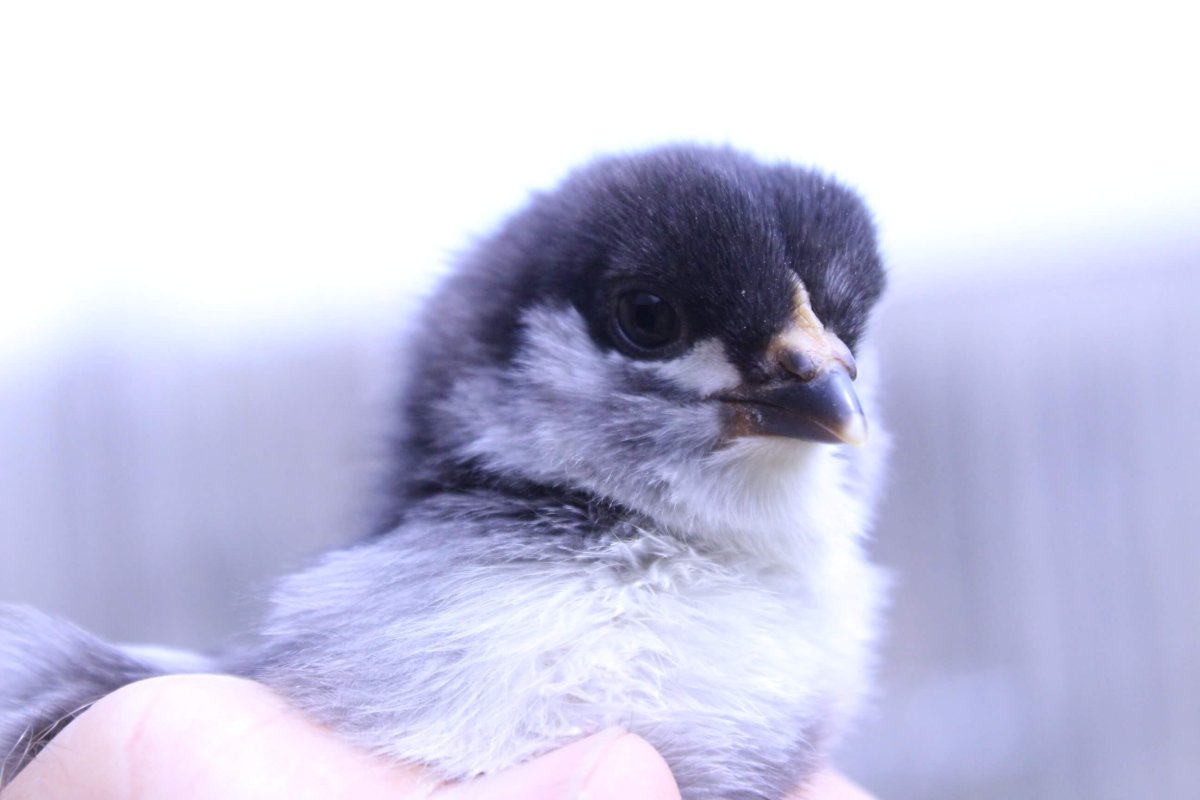 How to Revive a Baby Chick – Chicken Girl