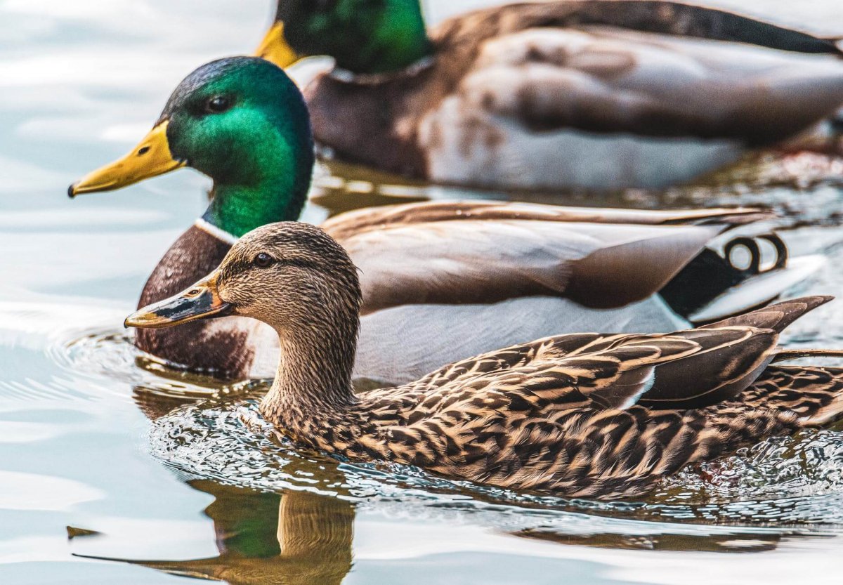Duck Mating Season – Chicken Girl