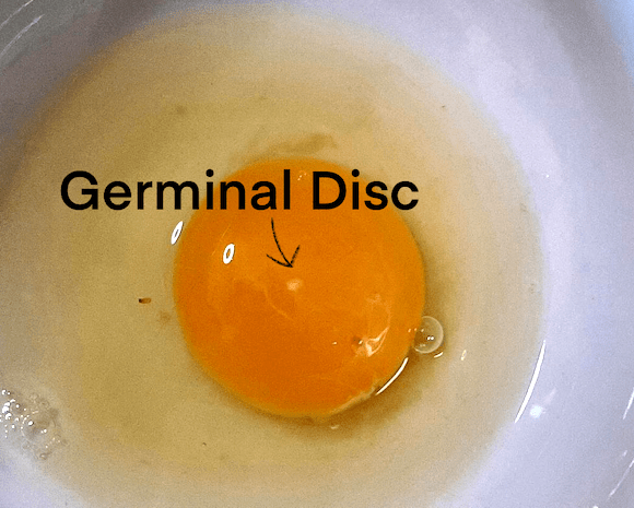How do You Tell if a Chicken Egg is Fertilized – Chicken Girl
