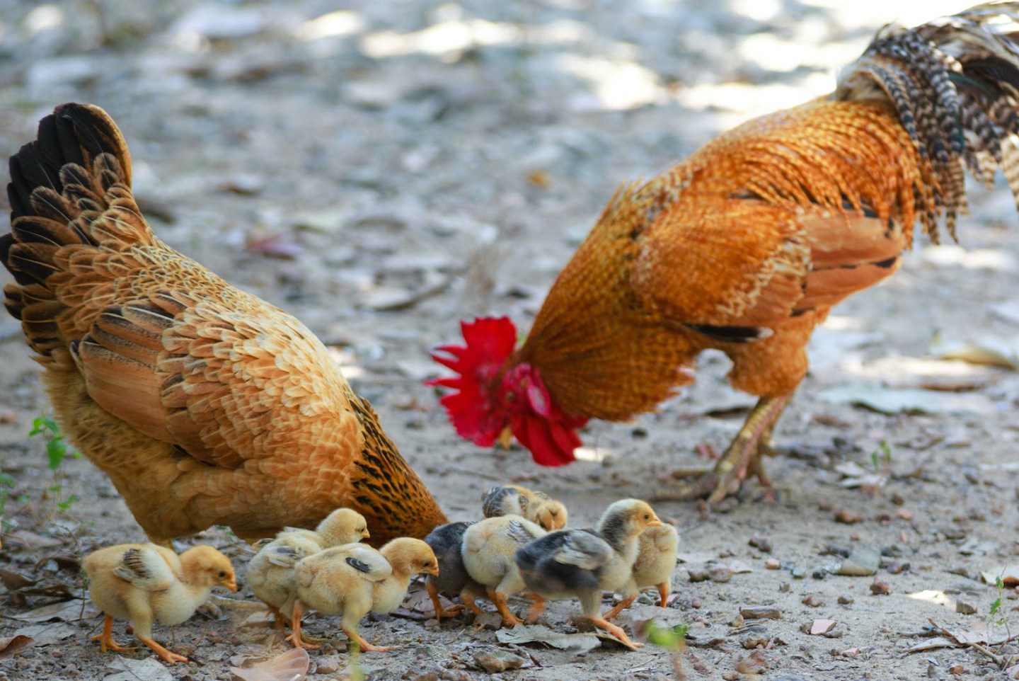 How to Increase Fertility in Chickens – Chicken Girl